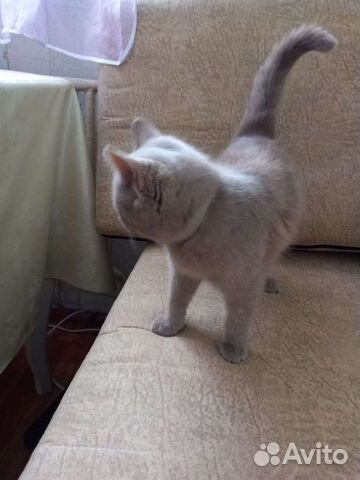 Британский котик