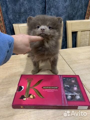Померанский шпиц лиловая с подпалом Эрмитель Тату