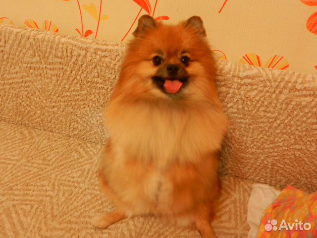 Померанский шпиц вязка кобель