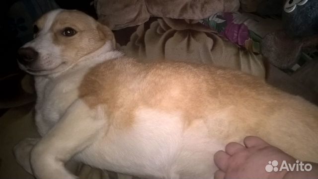 Жулька коротколапая шилопопка ищет дом