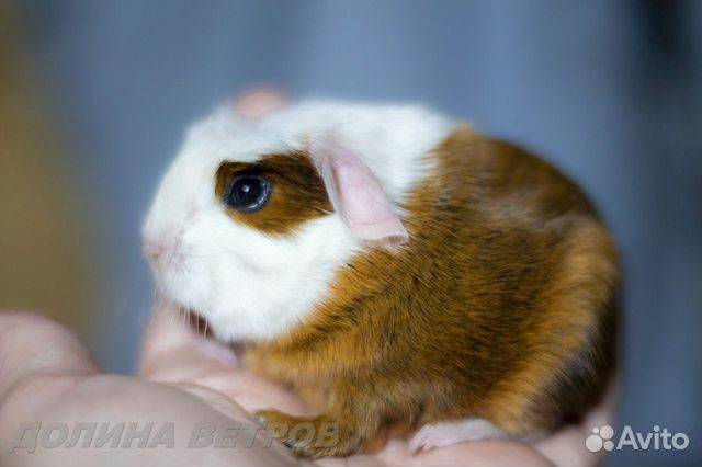 Морские свинки разных окрасов с вет. документами