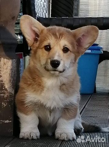 Вельш-корги пемброк