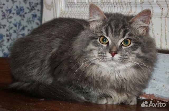 Сибирская
