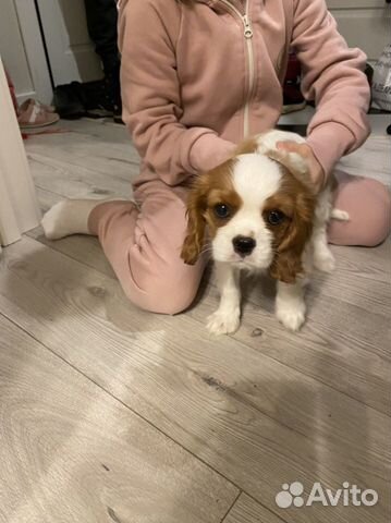 Королевский кинг чарльз спаниель