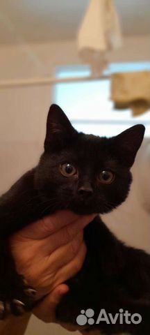 Котёнок Борис бесплатно