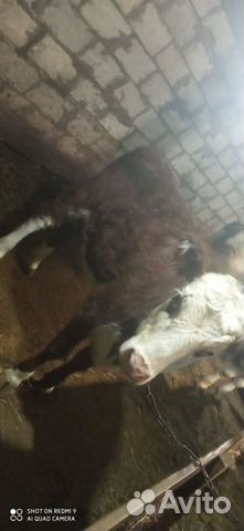 Продаются тёлочки возраст 8 месяцев