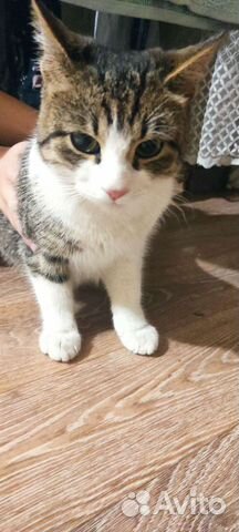 Найден кот