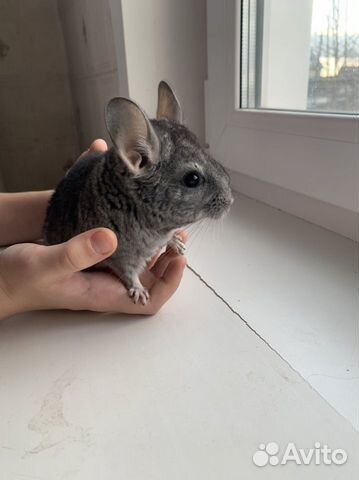 Шиншилла 2,5 месяца