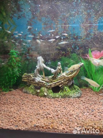 Мальки гуппи Эндлера