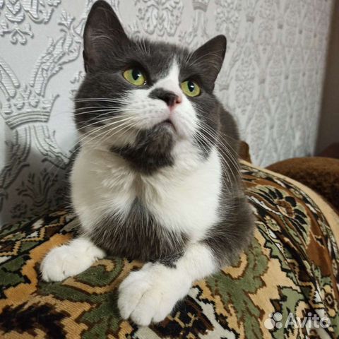 Кошечка Роза