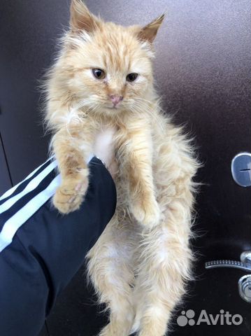 Котенок 2-3 месяца