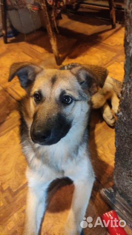 Обычная дворняжка щенок девочка в добрые руки бесп