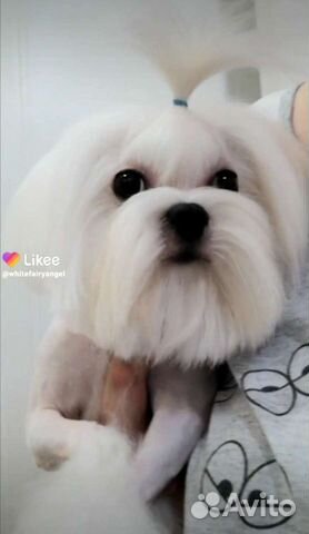 Мальчик мальтезе в качестве домашнего любимца