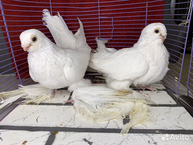 Узбекские голуби