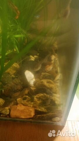 Отдам бесплатно 4 самцов гуппи