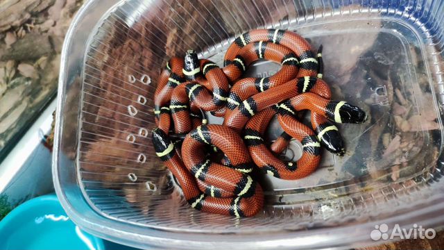 Королевскаямолочнаязмея