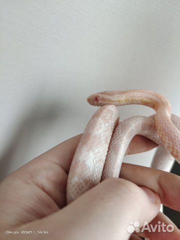 Маисовый полоз