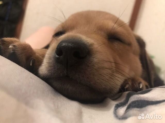 Стаффордширский терьер