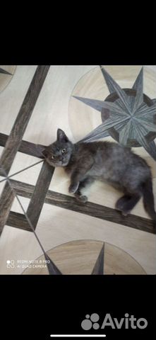 Отдаю в добрые руки