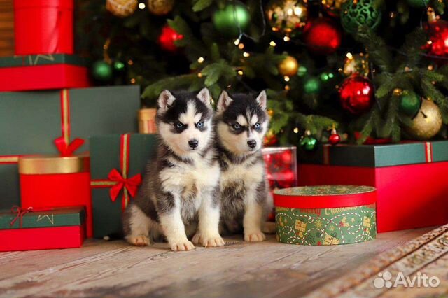 Щенки сибирской хаски