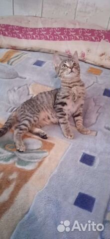 Оцикет фенотип