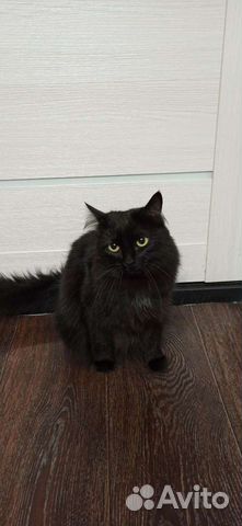 Черная кошка