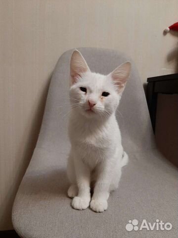 Кошечка Соня веселая, игривая, кушает всё, только