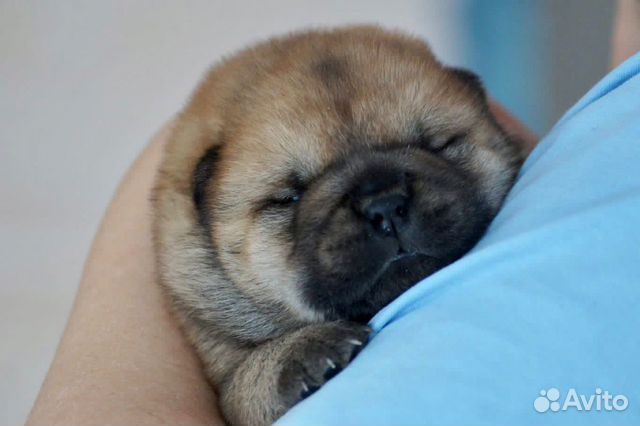 Чау чау щенки