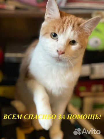Брутальный красавец рыжик Тимка около 1 года ищет