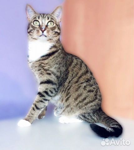Кот Полосатик ищет хозяина. В хорошие руки