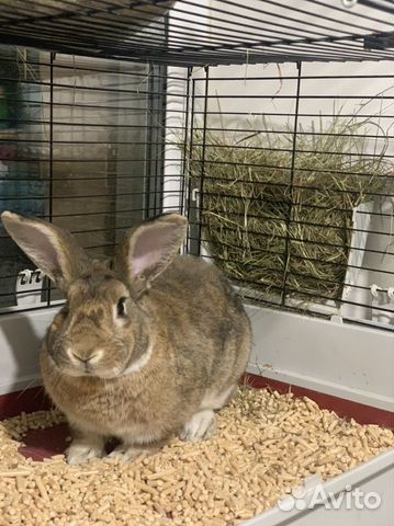 Отдам кролика бесплатно в дар