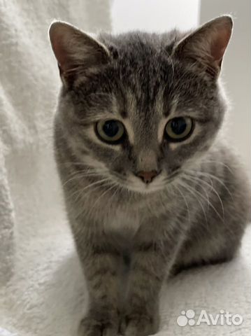 Найдена кошка