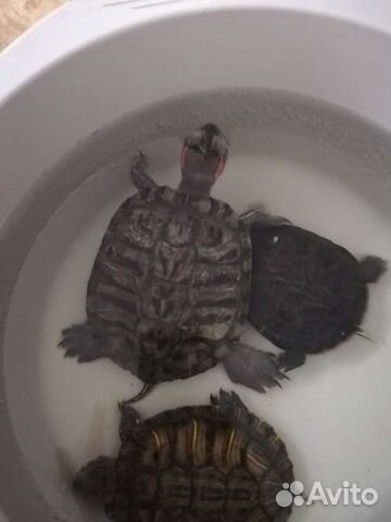 Черепаха