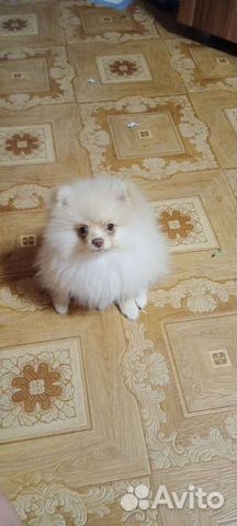 Шпиц немецкий цверг