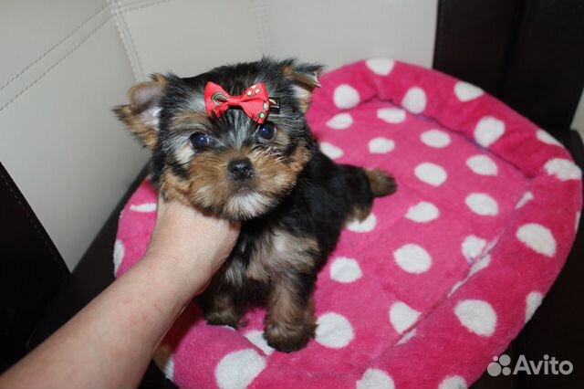 Красивая стандартная малышка йорочка 2,5 мес