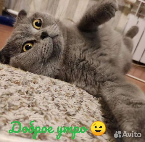 Шотландский кот на вязку