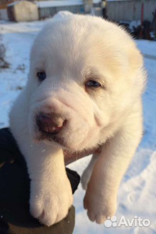 Среднеазиатская овчарка алабай щенки