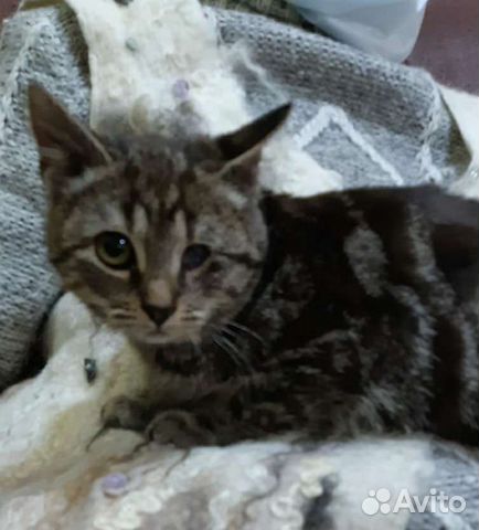 Котенок мальчик с дефектом глазика