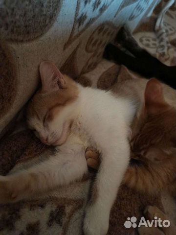 В дар котенка