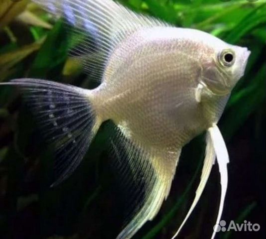 Отдам бесплатно рыбок: Скалярию, тернеции, сом пла