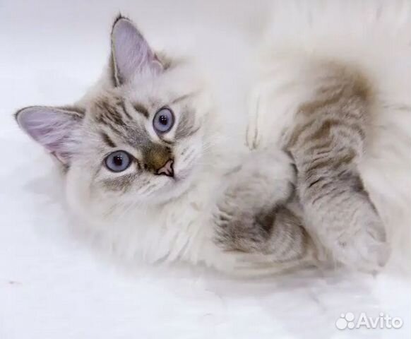 Ищем кота для вязки