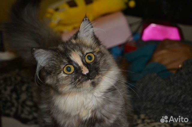 Кошка