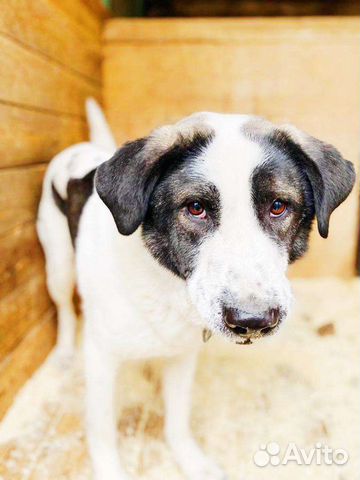 Бостон замерзает в приюте