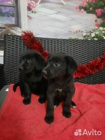 Щенки в добрые руки (от спаниеля)