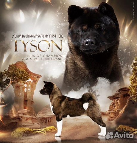 Щенки Американской Акиты