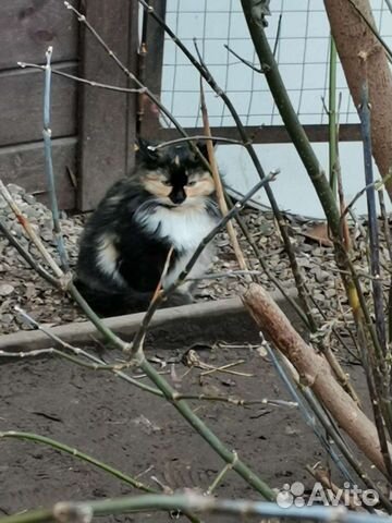 Кошка-сова ищет дом