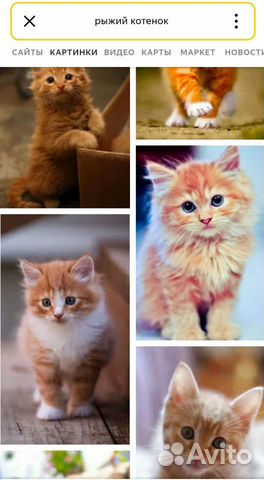 Возьму рыжего котенка