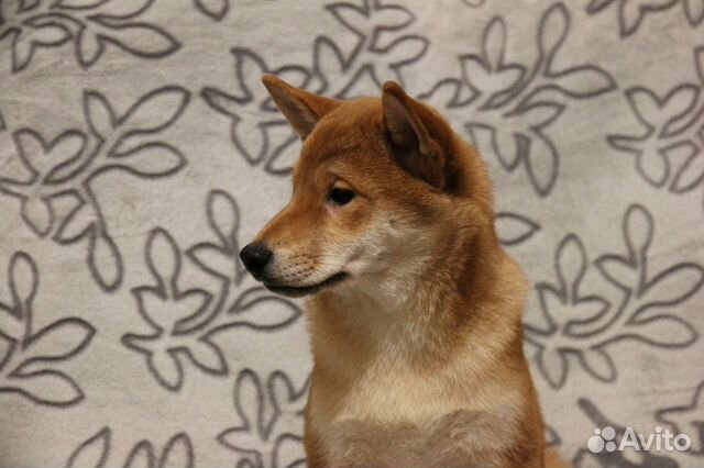 Сиба Ину. Ярко-рыжие мальчики