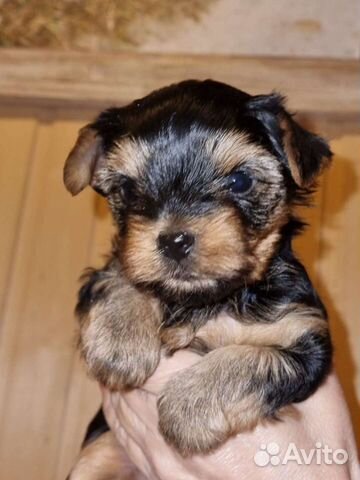 Йоркширский терьер мальчик