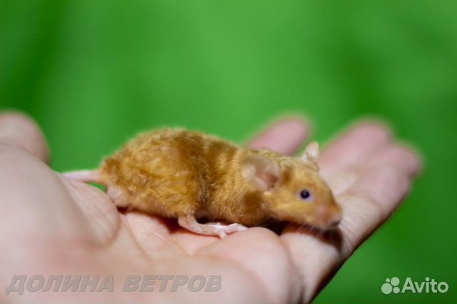 Сатиновые мышки рексы